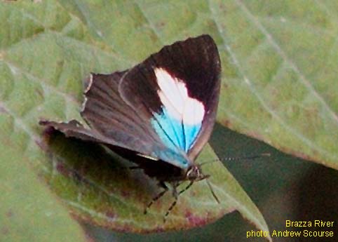 Papua Insects Foundation (Lepidoptera/Lycaenidae/Lycaeninae ...